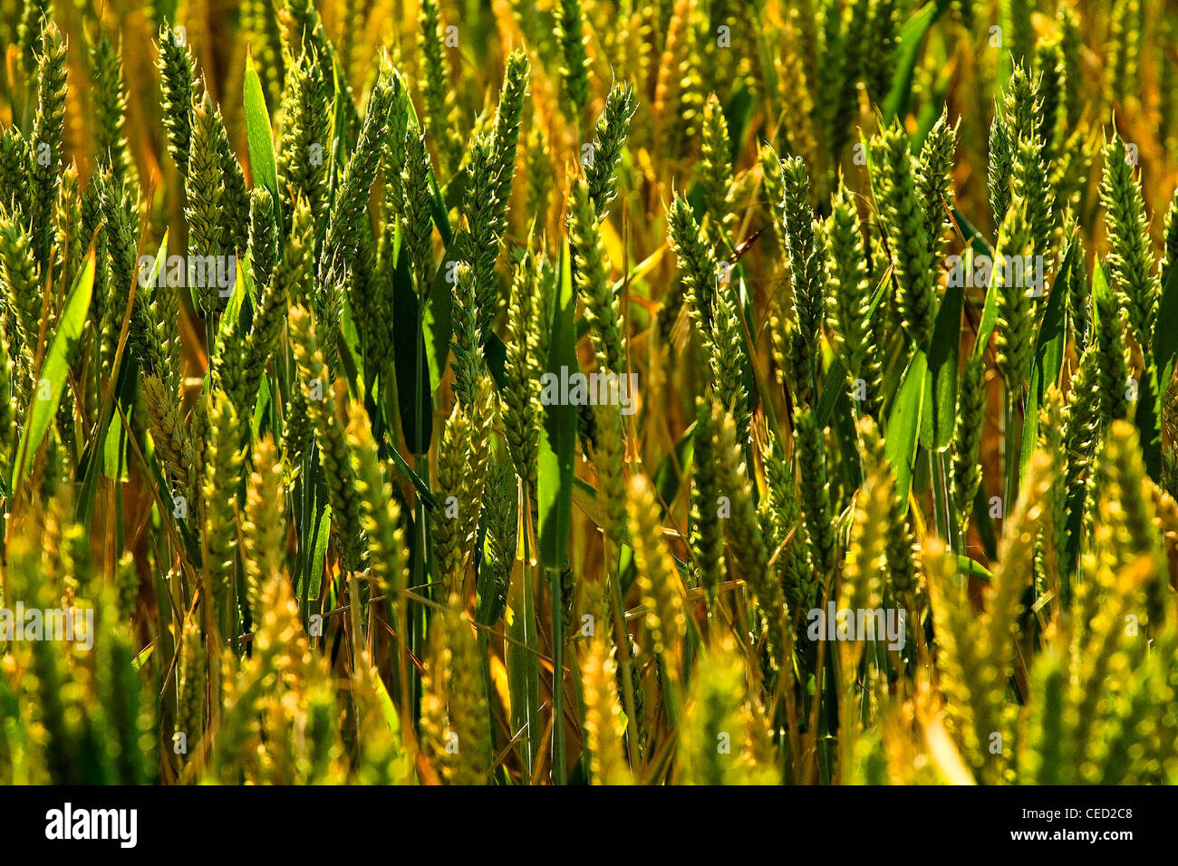 Fields of corn hi-res stock photography and images - Alamy