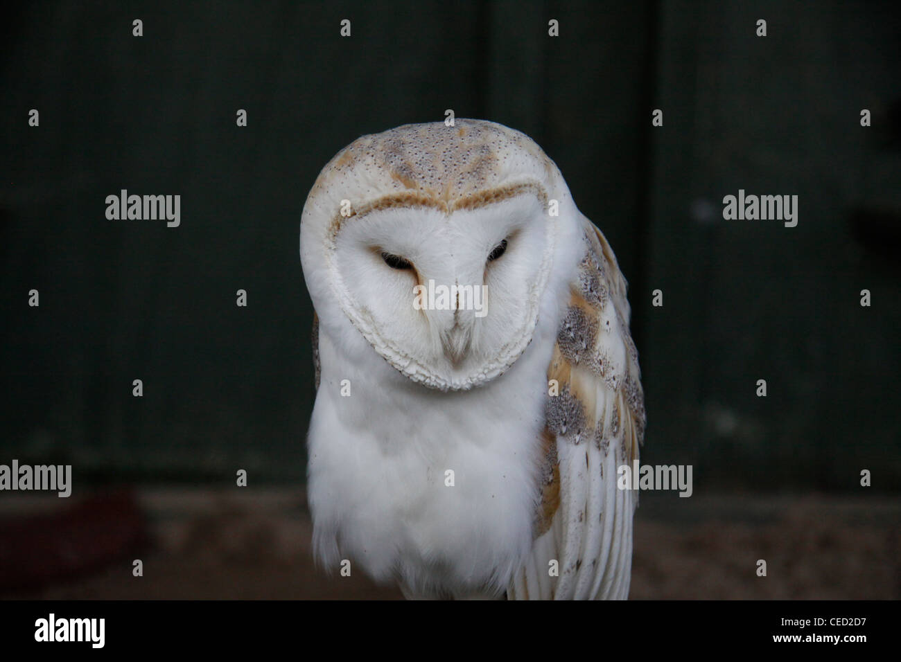 Owl looking down hi-res stock photography and images - Alamy