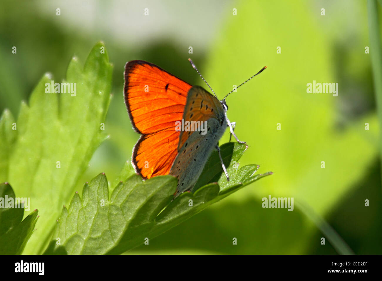 Large copper butterfly in Bulgaria Stock Photo - Alamy