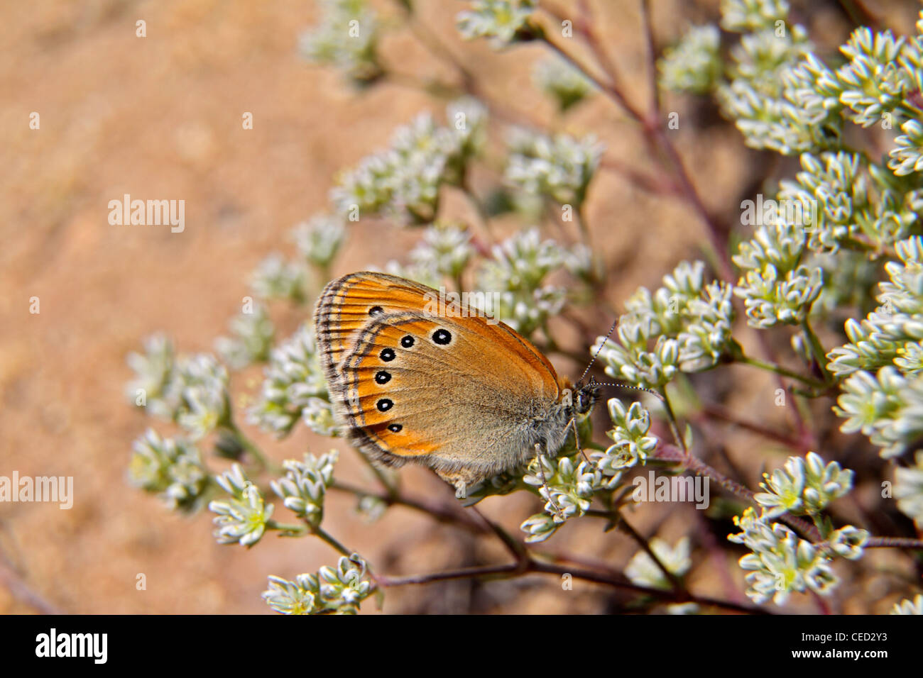 Pearly Heath Butterfly High Resolution Stock Photography and Images - Alamy