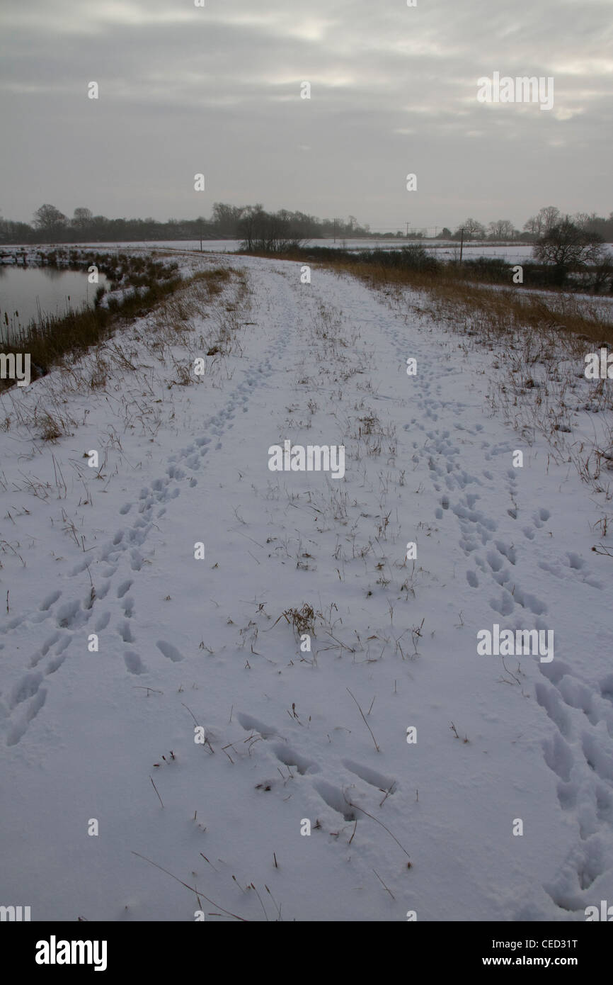 Brown hare tracks in the snow in Suffolk, England Stock Photo - Alamy