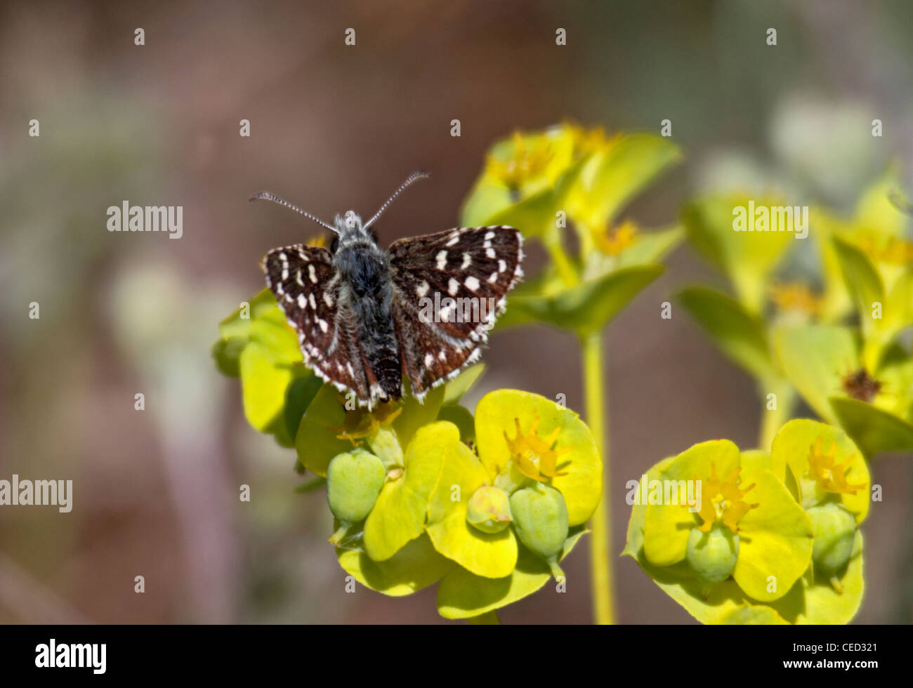 Red underwing skipper in Bulgaria Stock Photo - Alamy