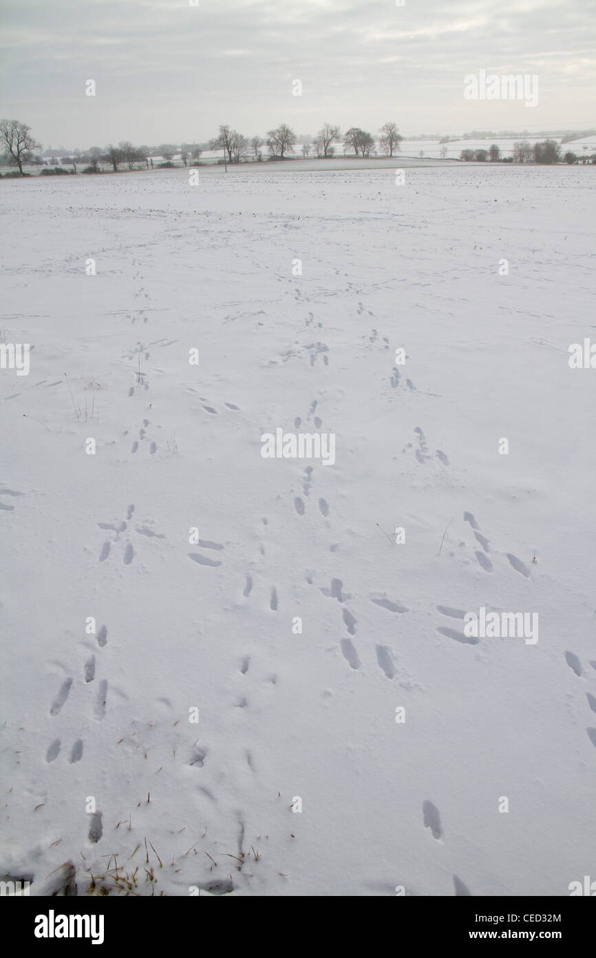 Hare tracks hi-res stock photography and images - Alamy