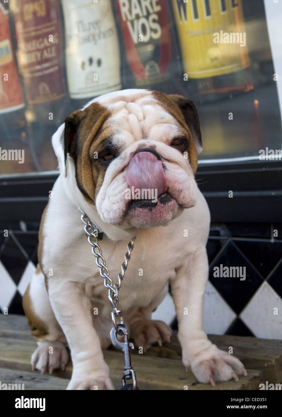 Bulldog on the street outside a bar. Brooklyn, NY Stock Photo - Alamy