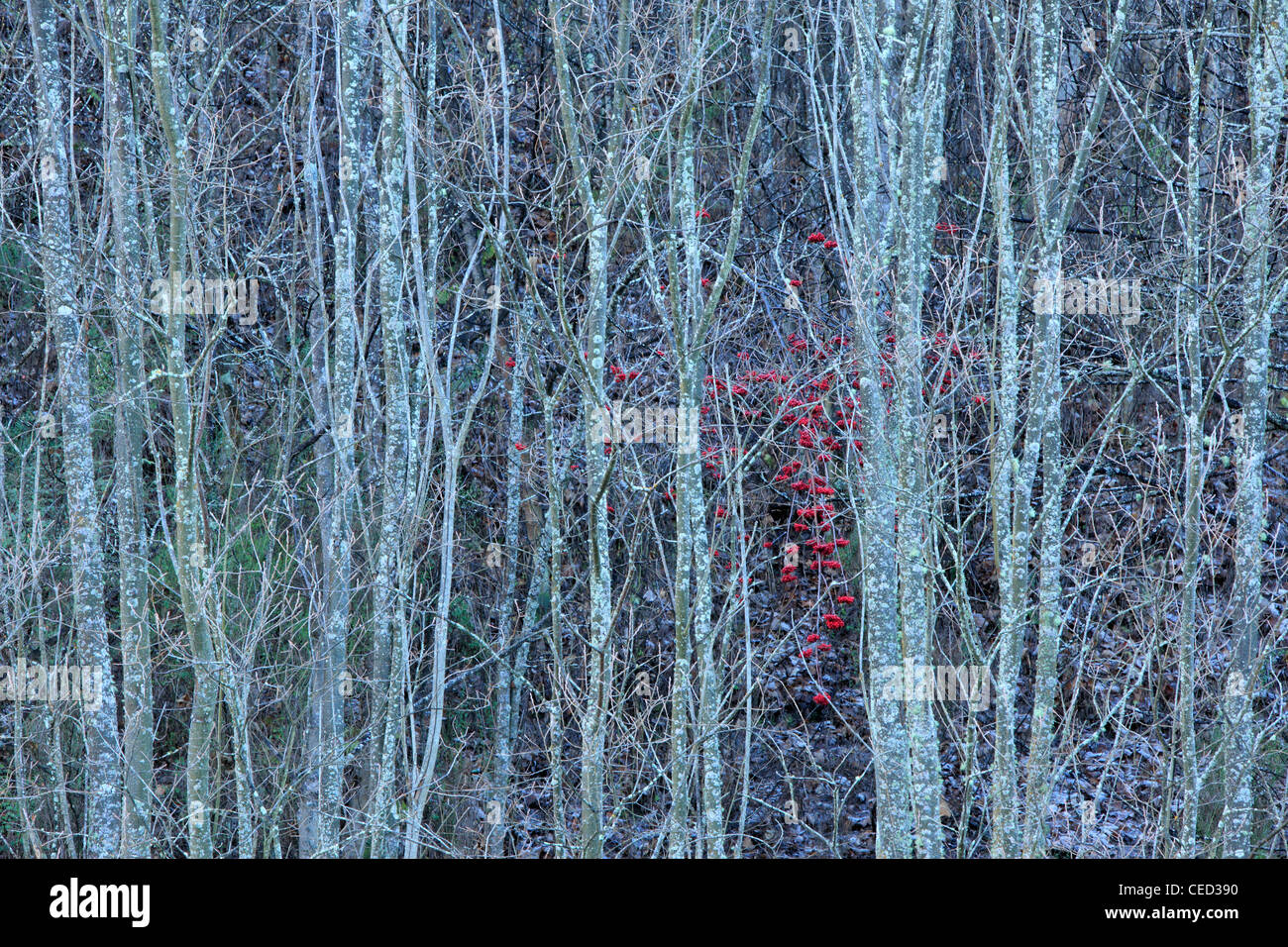 Winter color along the shores of the Arrow River in Arrowtown, New ...