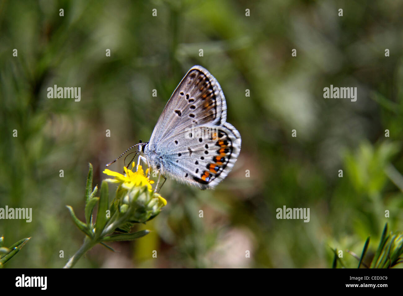 Male butterfly hi-res stock photography and images - Alamy