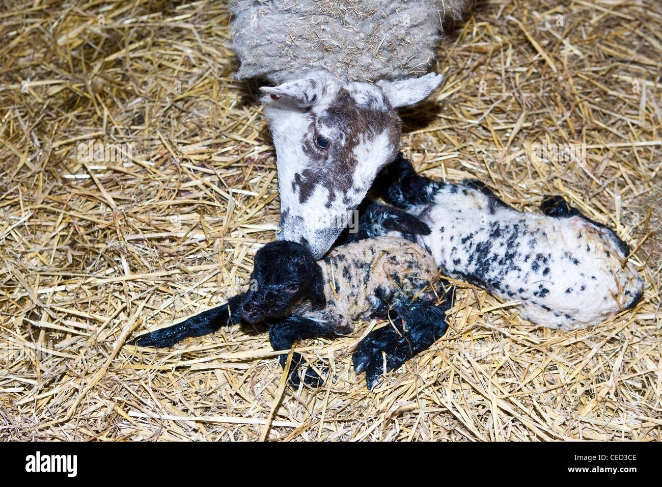 New Born Lambs Stock Photo - Alamy