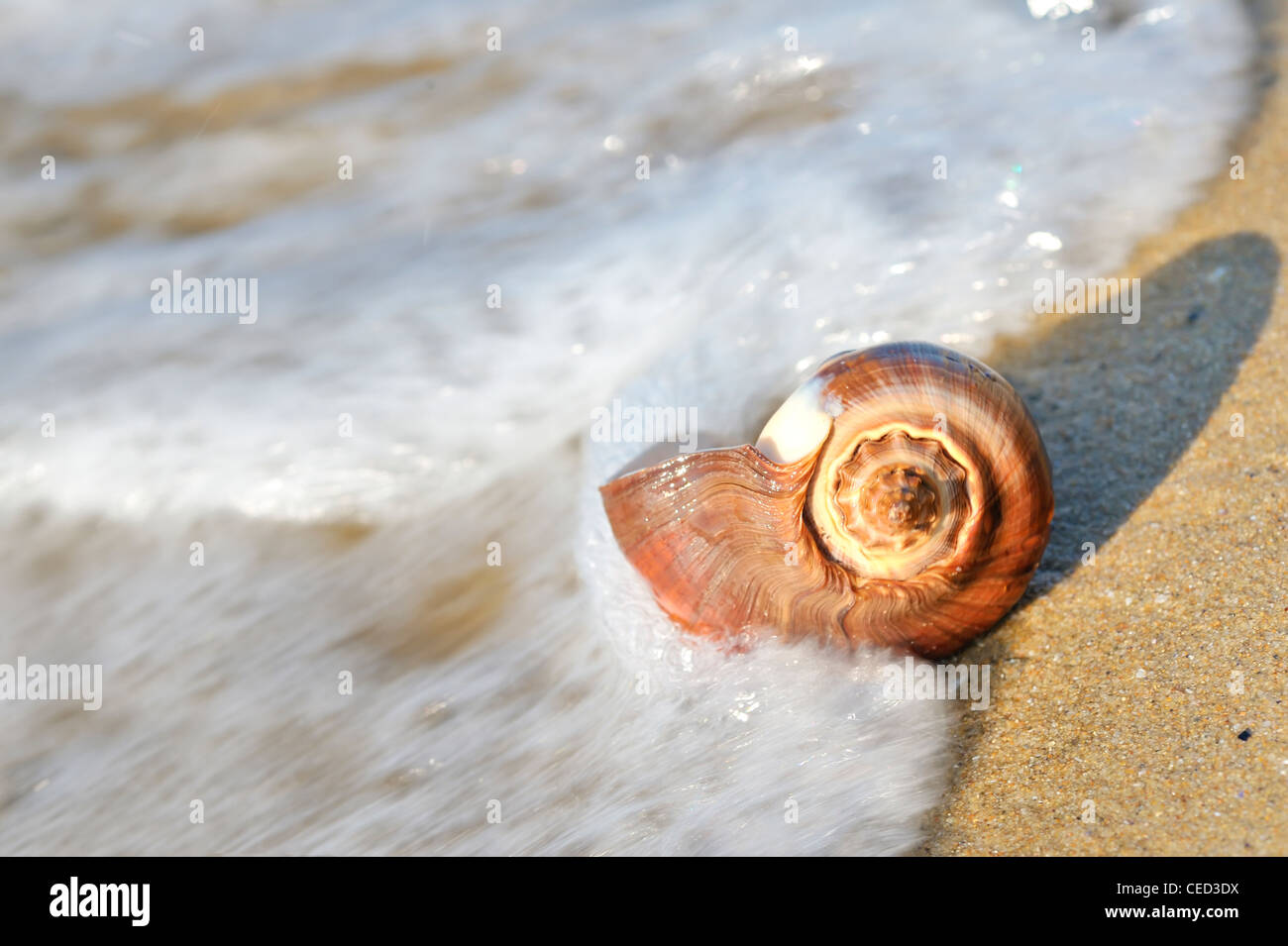 shell on beach with waves Stock Photo - Alamy