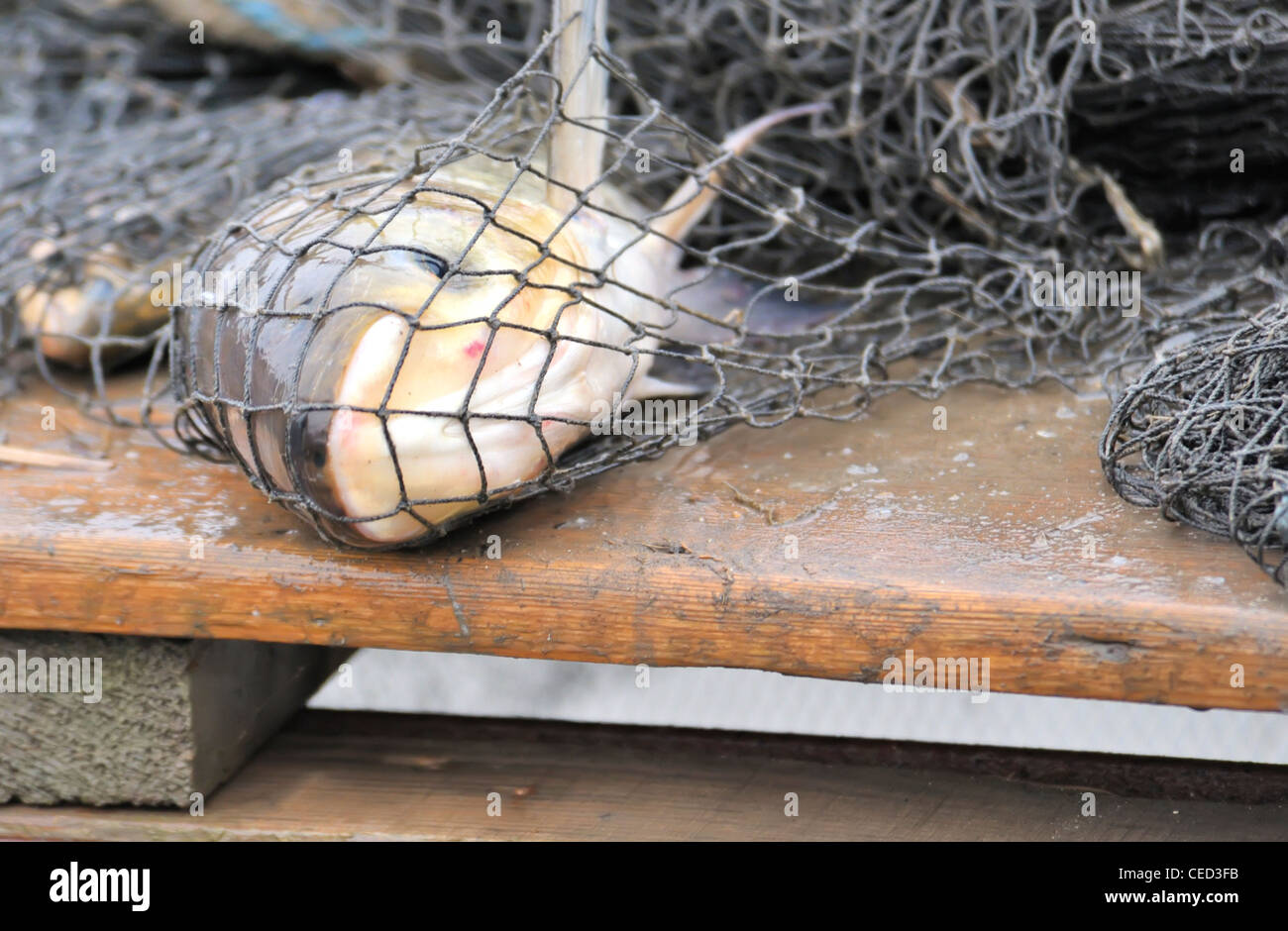 Fishing net full fish hi-res stock photography and images - Alamy