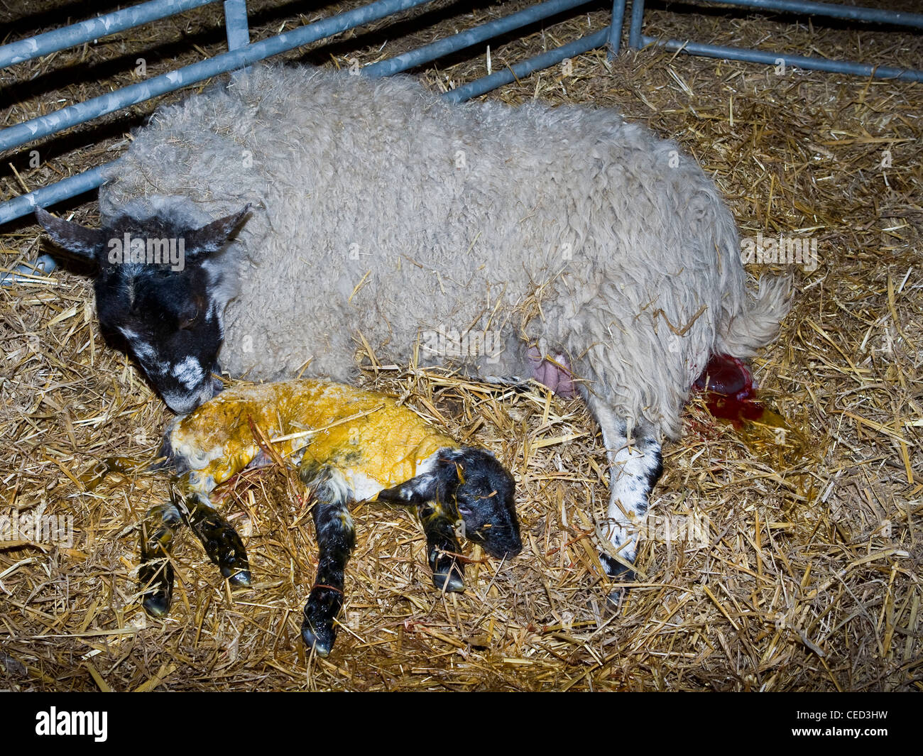 New Born Lamb Stock Photo - Alamy