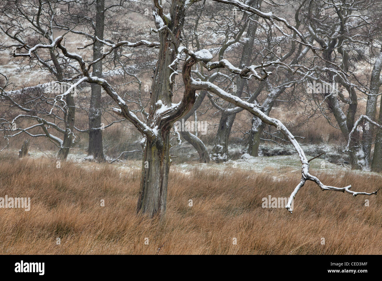 Snow covers tree branches in a field near Blubberhouses, Yorkshire ...