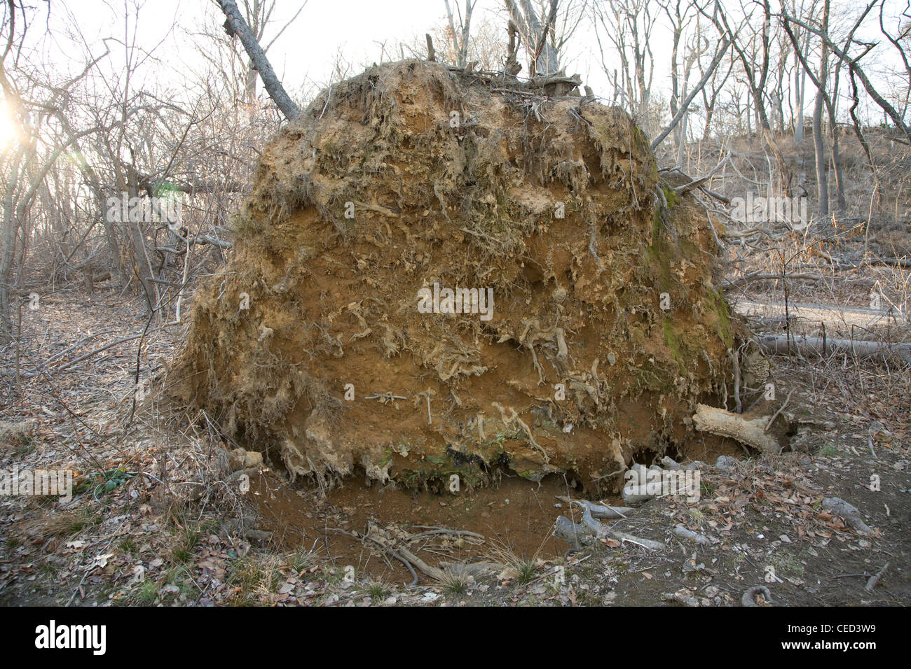 Root ball tree hi-res stock photography and images - Alamy