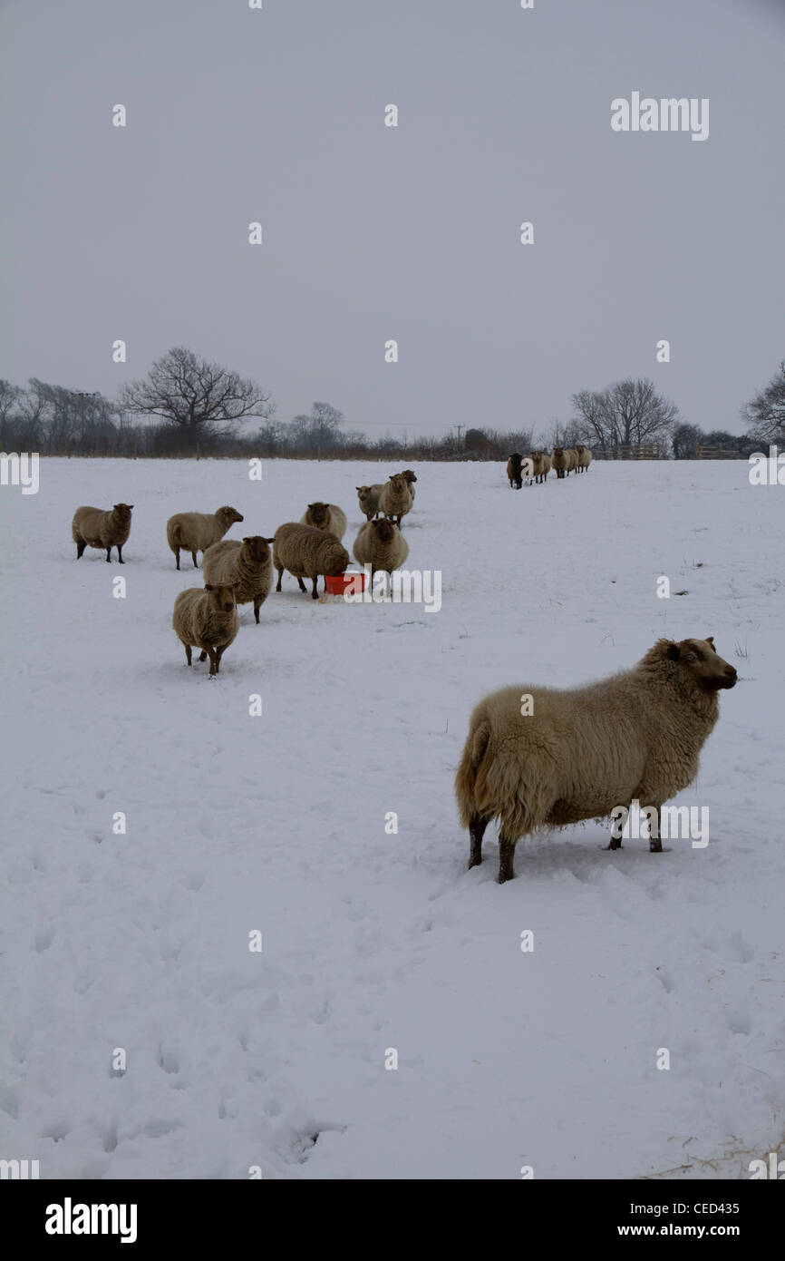 A flock of Shetland sheep in the snow in Suffolk, England Stock Photo ...