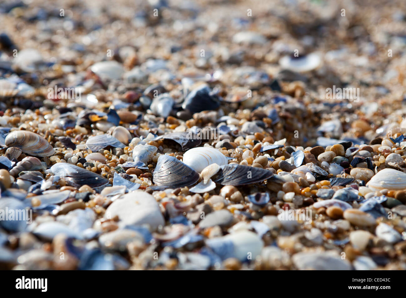 Close-up background of seashells on the sand on the beach Stock Photo ...