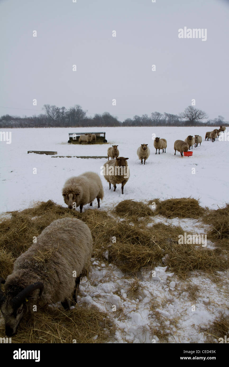 Sheep queue hi-res stock photography and images - Alamy