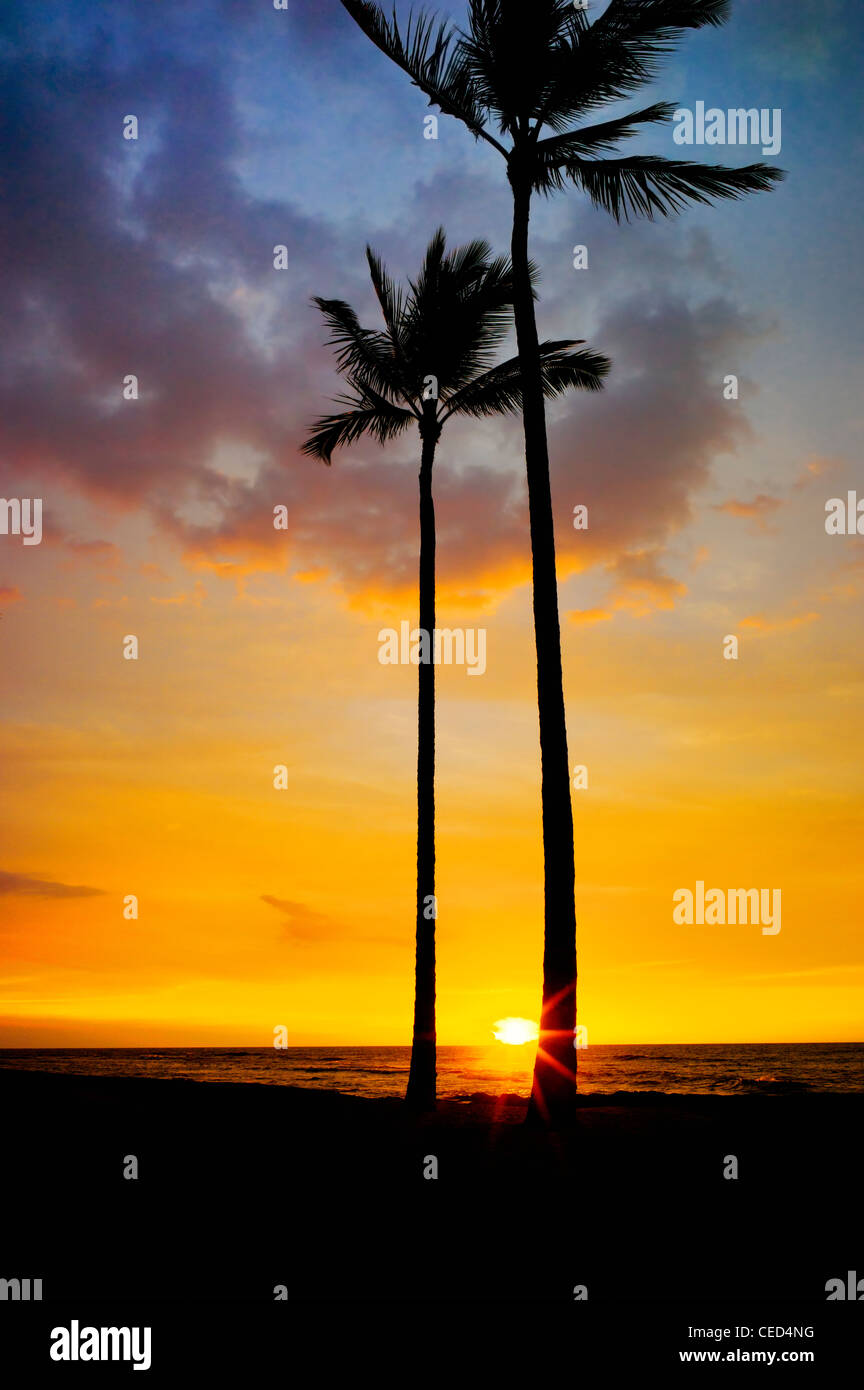 Palm trees and sunset. Hawaii, The Big Island Stock Photo - Alamy