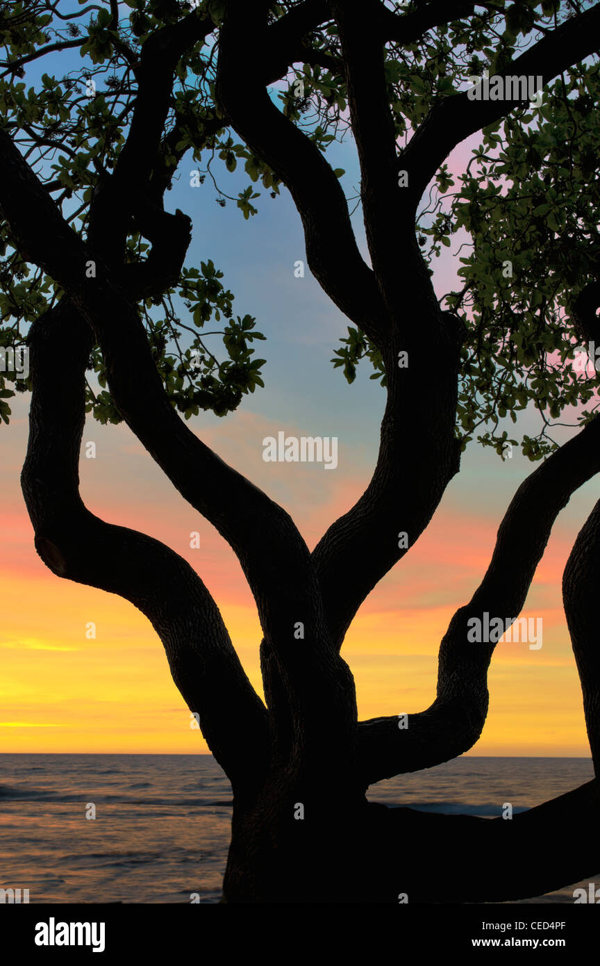 Branches of Heliotrope tree and sunset. Hawaii, The Big Island Stock ...