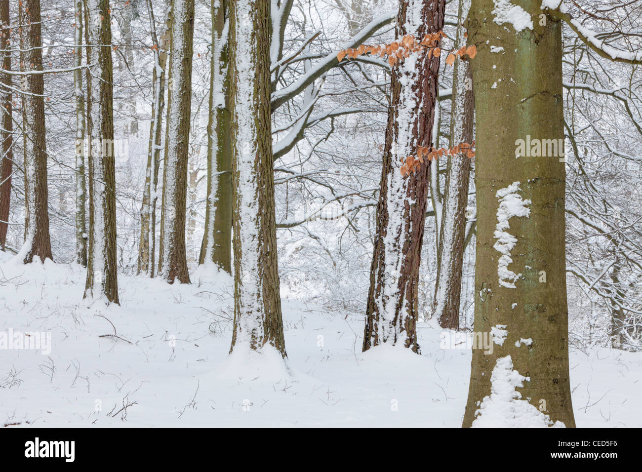 Snow covers the trees and forest floor at Strid Wood, Barden ...