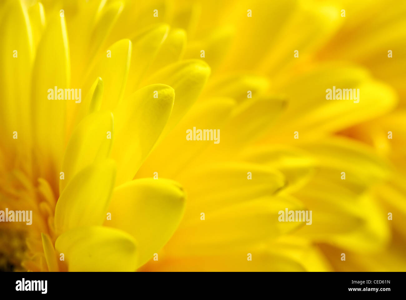 Yellow flowers background Stock Photo - Alamy