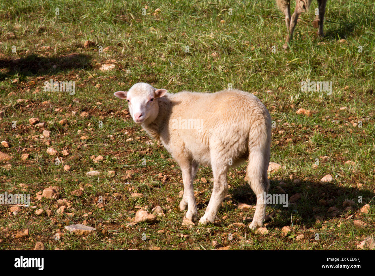 Lamb sheep on field countryside in Majorca Mallorca Spain Europe Stock ...