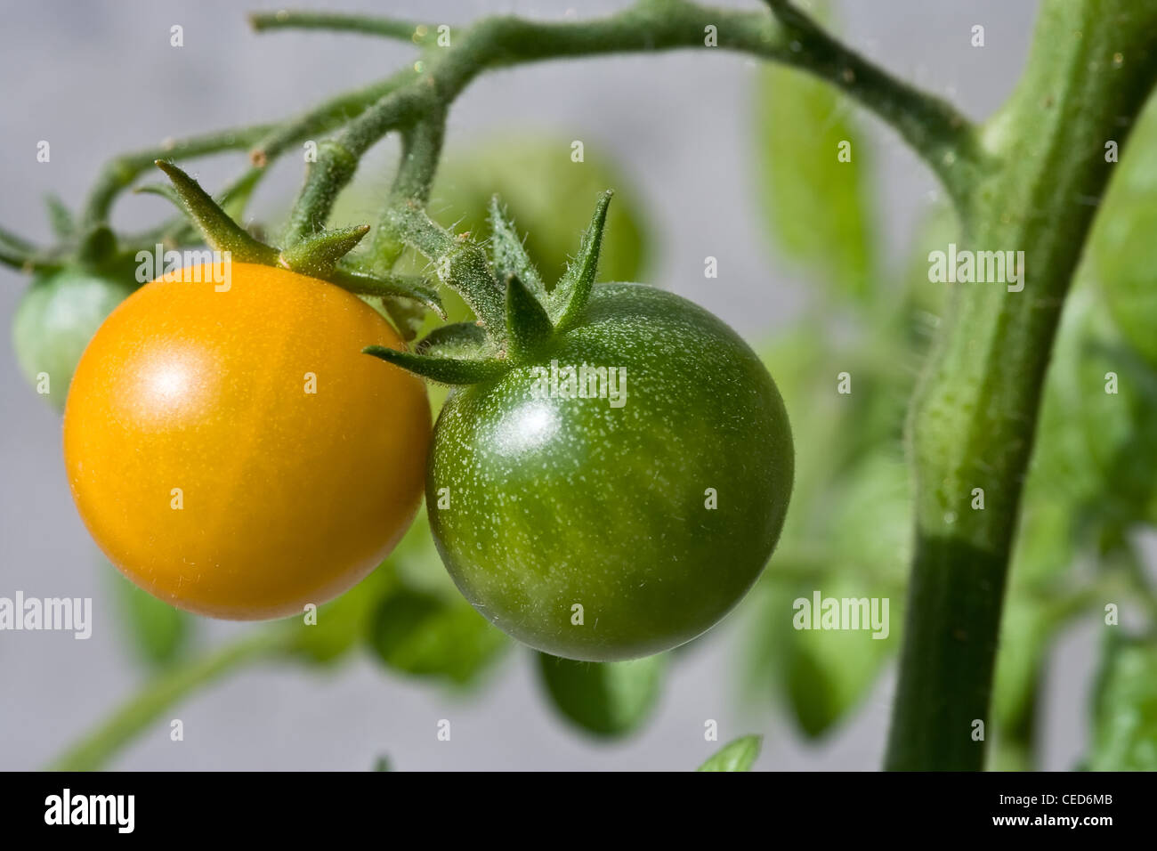 Closeup of yellow cherry tomato in the garden Stock Photo - Alamy