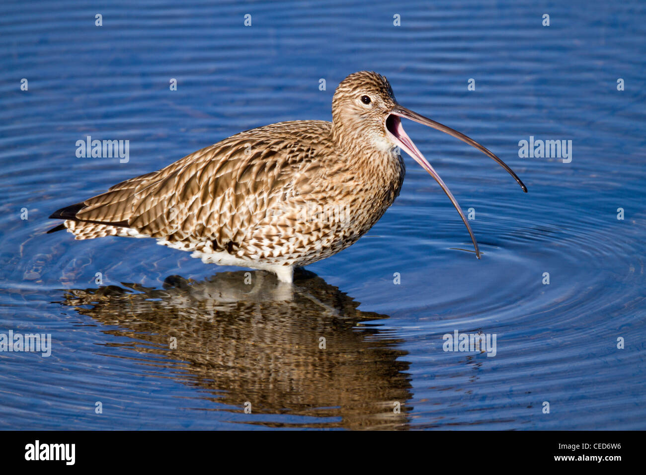Curlew; Numenius arquata;beak open; Hayle estuary; Cornwall; UK Stock ...