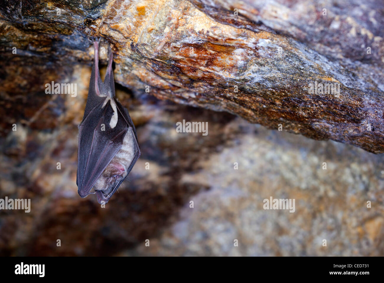 Greater horseshoe bat hi-res stock photography and images - Alamy
