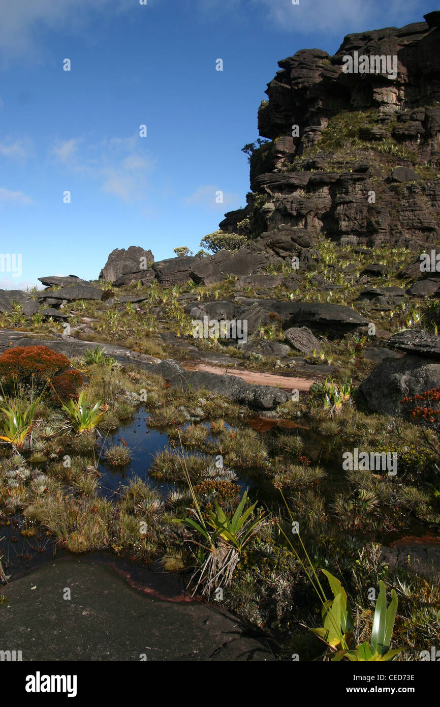 The weird landscape near the summit (El Carro) of Mount Roraima (Tepui ...