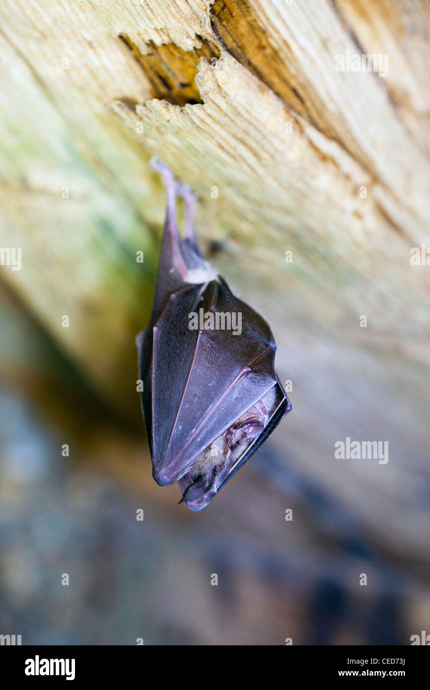 Greater Horseshoe Bat; Rhinolophus ferrumequinum; roosting; cave ...