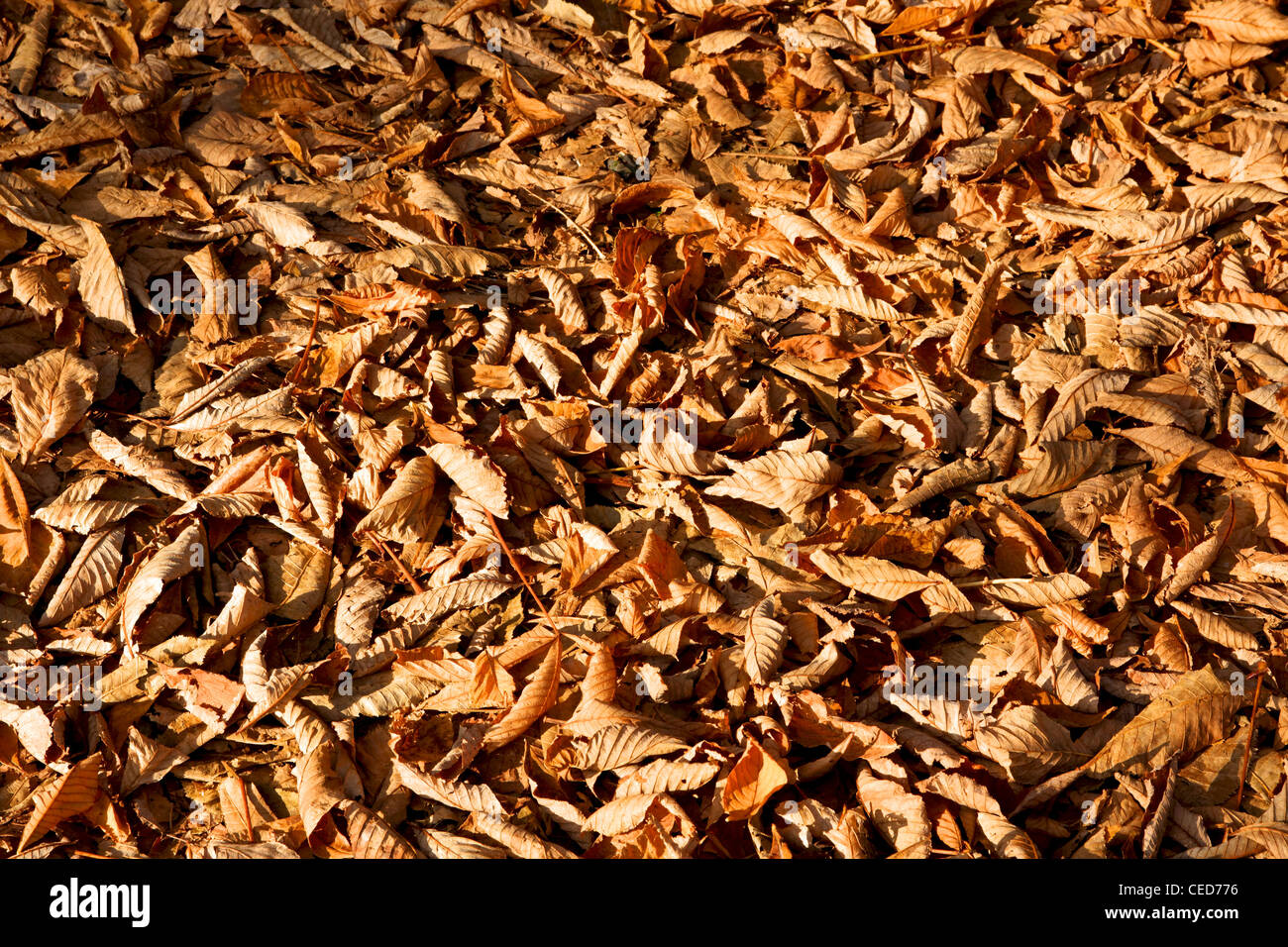 Fallen beech leaves tightly covering the ground in Fall Stock Photo - Alamy
