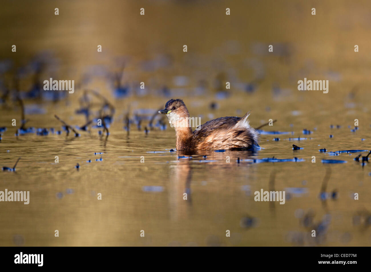 Little grebe uk hi-res stock photography and images - Alamy
