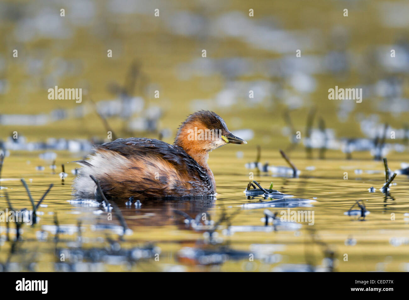 Little Grebe; Tachybaptus ruficollis; Cornwall; UK Stock Photo - Alamy