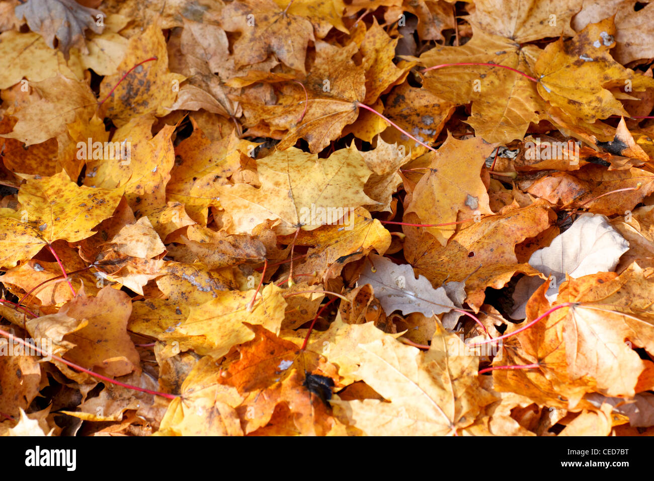 Fallen Maple Leaves Covering the Ground in Fall Stock Photo - Alamy