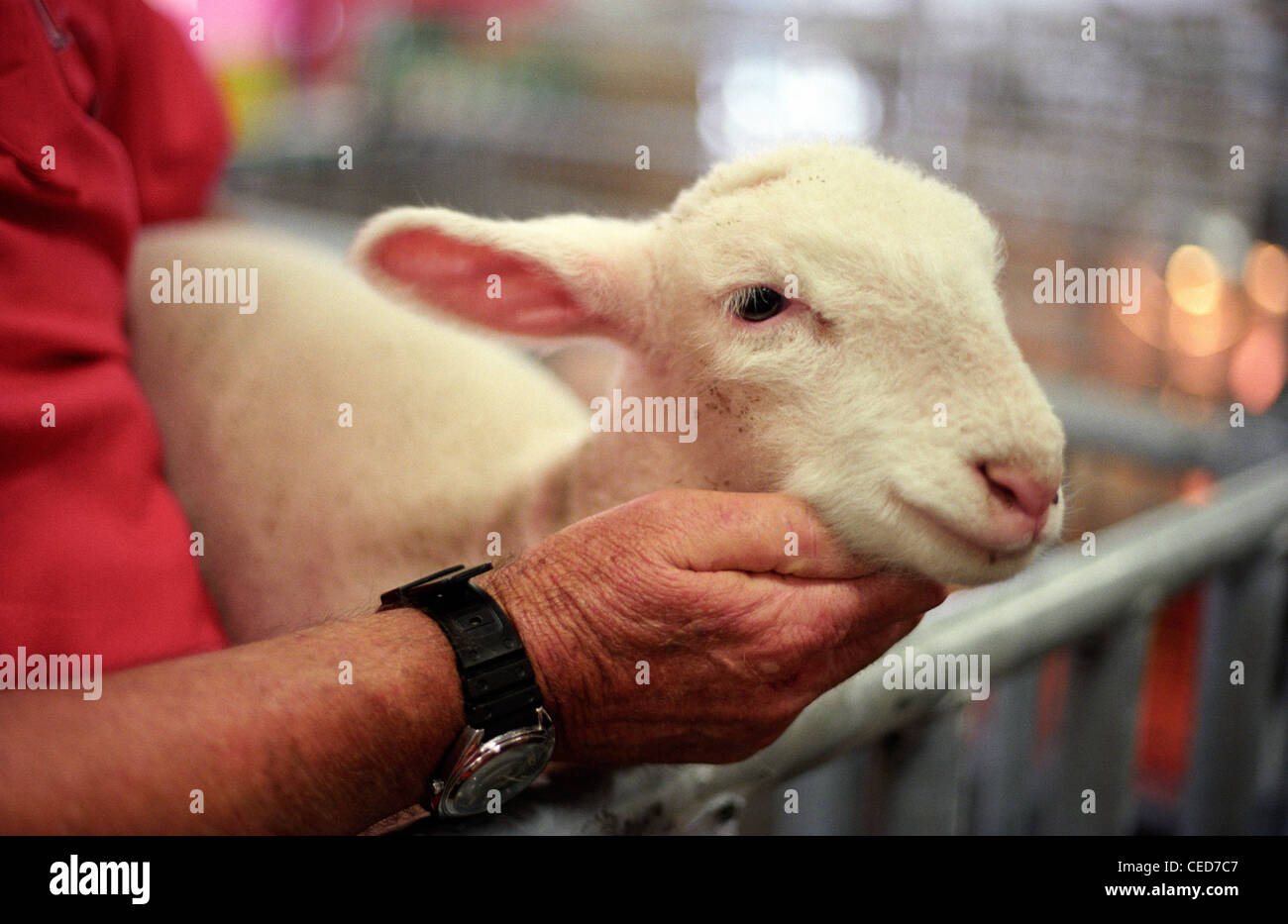 A lamb at the Nebraska State Fair Stock Photo - Alamy