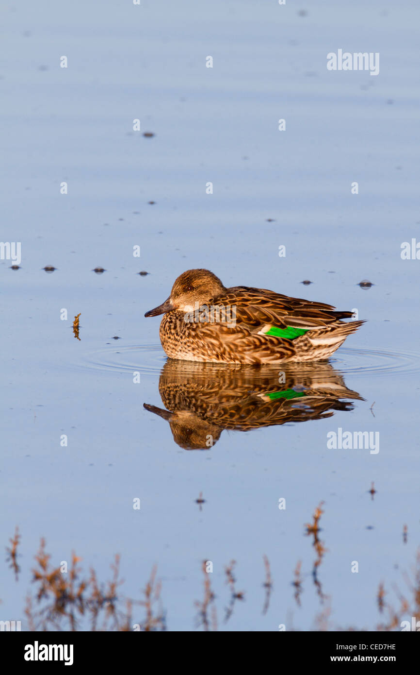 Female teal duck hi-res stock photography and images - Alamy