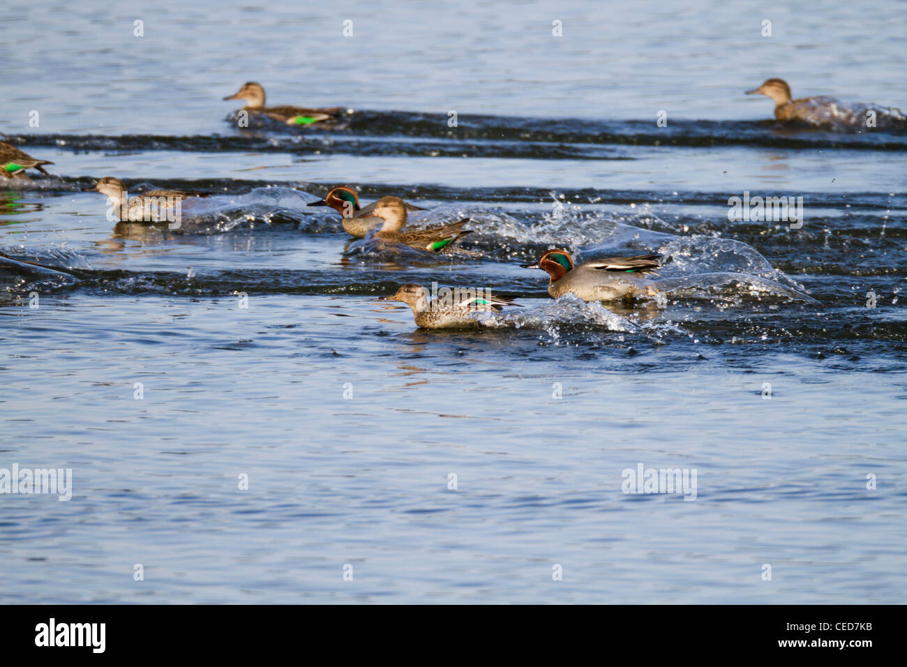 Teal; Anas crecca; group on water; Cornwall; UK Stock Photo - Alamy
