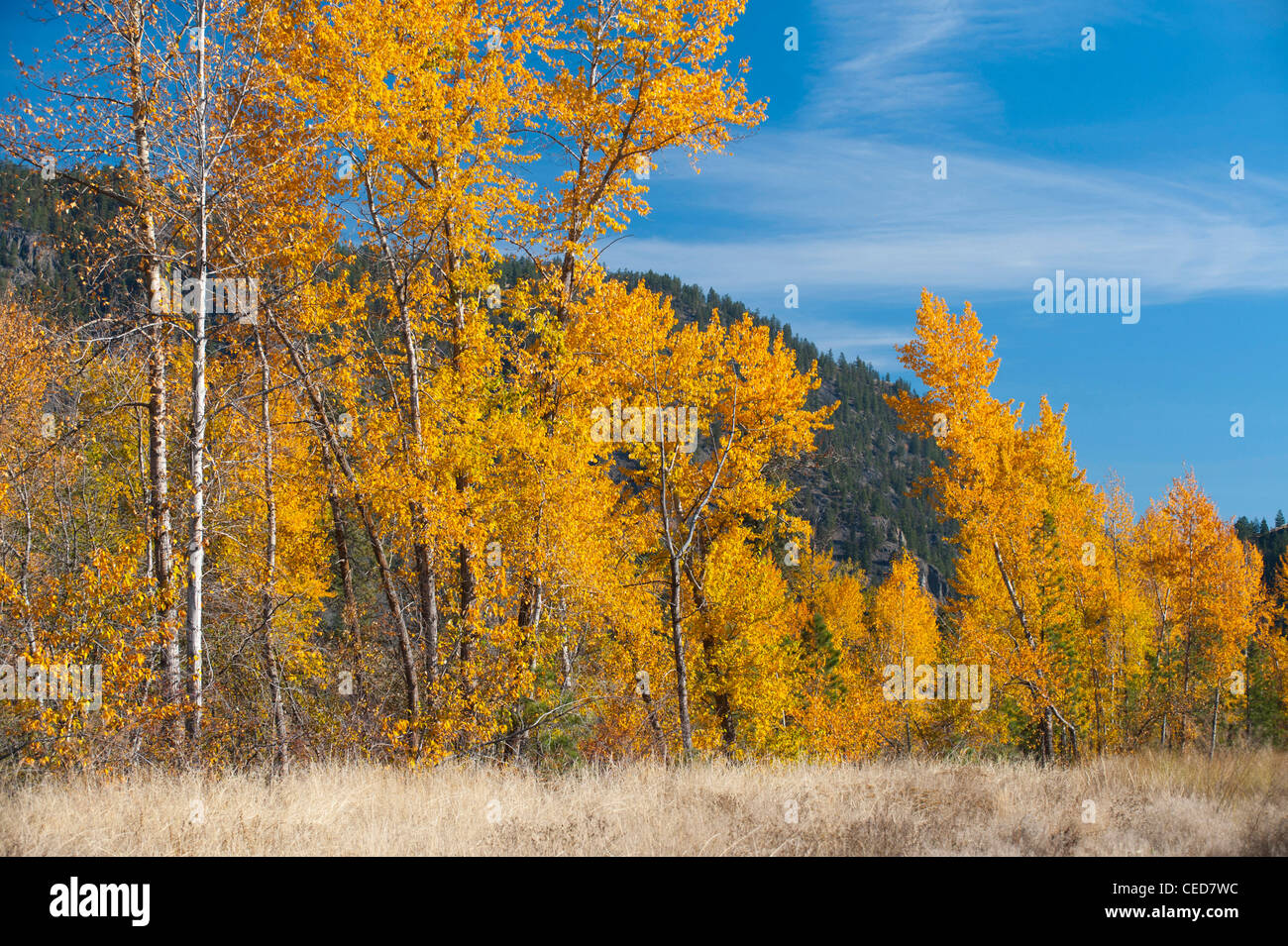 Yellow trees in the fall with blue sky Stock Photo - Alamy