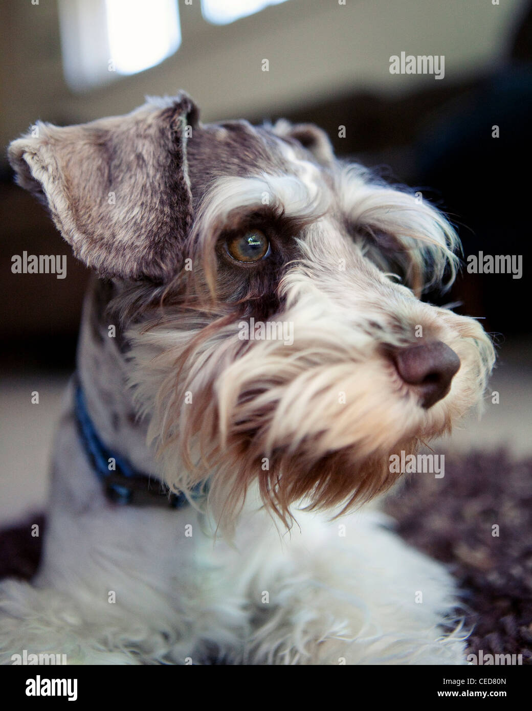 Miniature schnauzer hi-res stock photography and images - Alamy