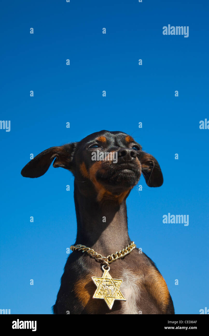 Israel, Tel Aviv, small dog with Jewish Star of David medallion, R, (MR ...