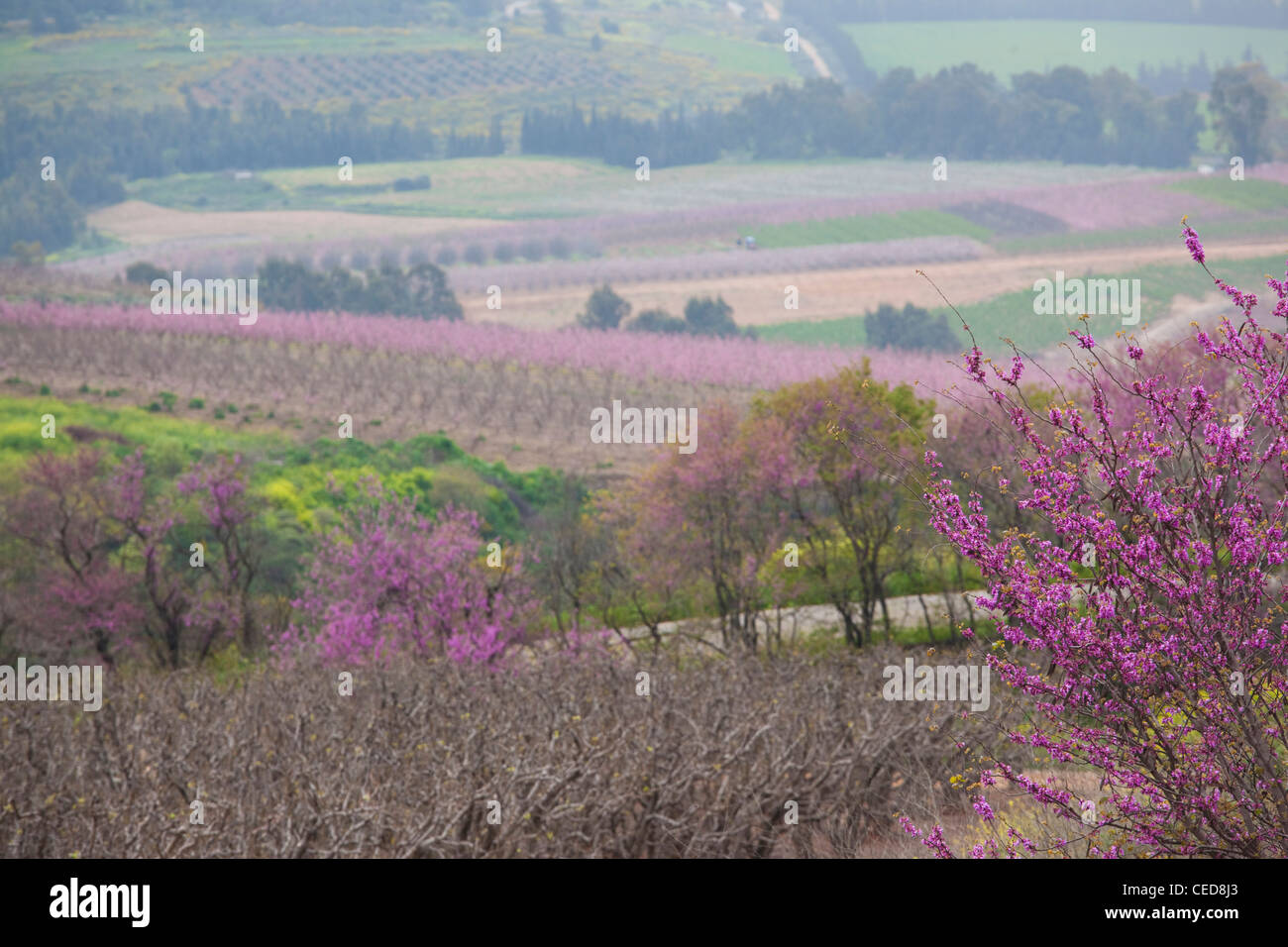 Israel upper galilee metula fruit hi-res stock photography and images ...