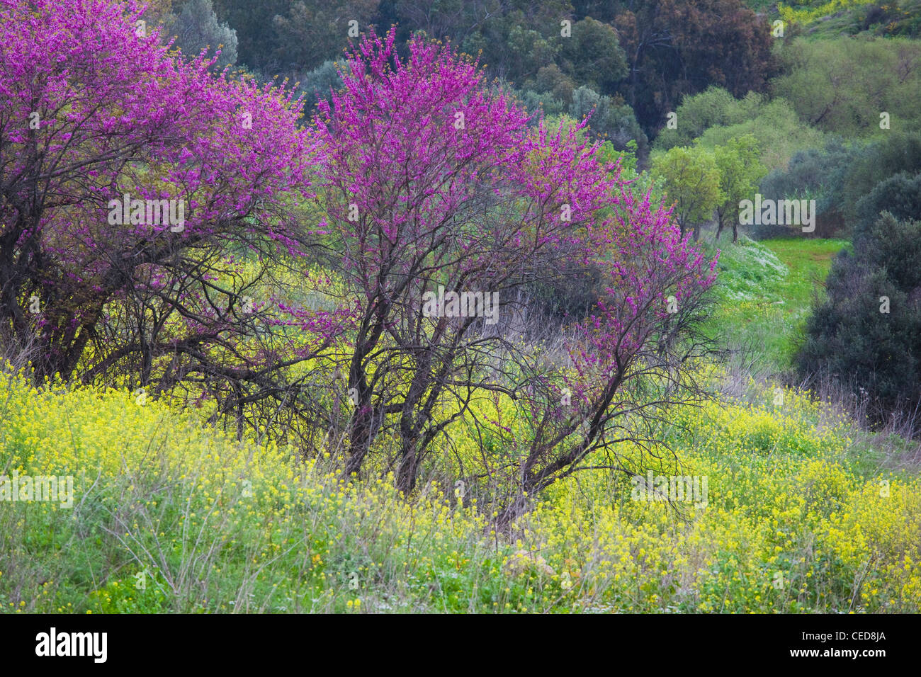 Israel, Upper Galilee, Metula, fruit trees by frontier with Lebanon ...
