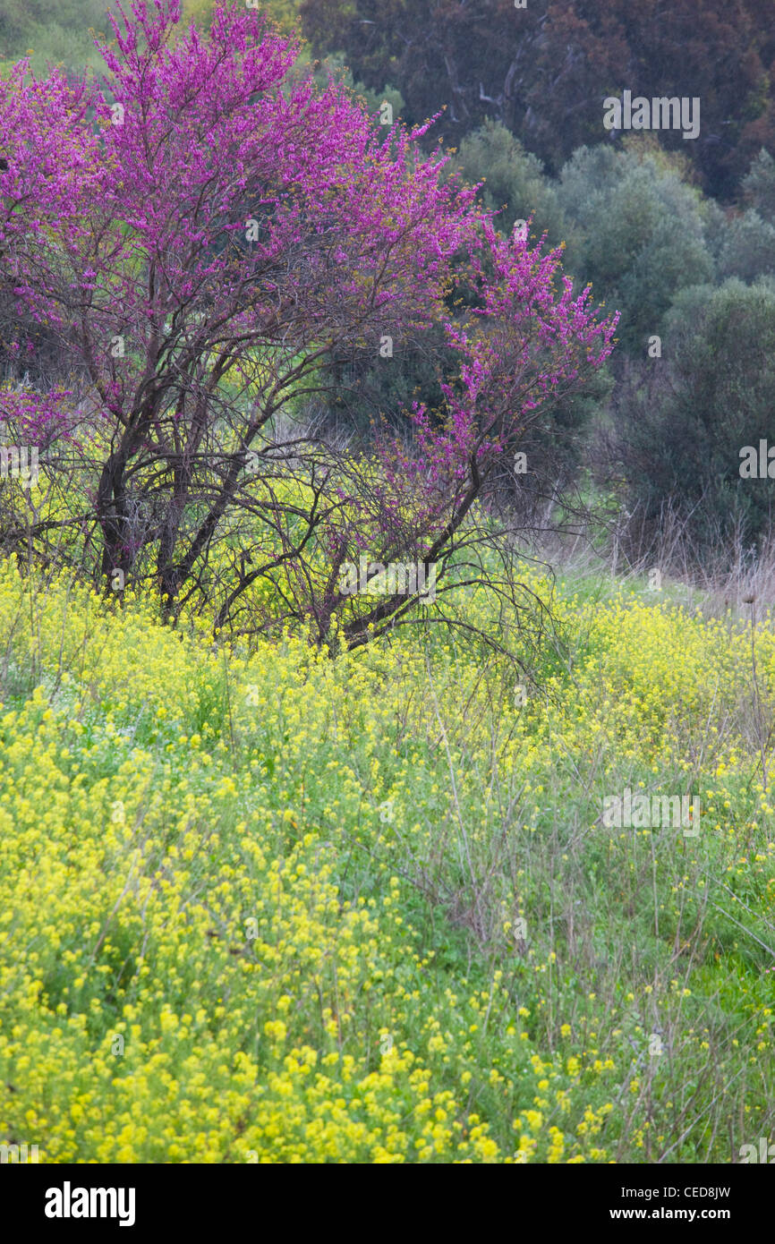 Israel, Upper Galilee, Metula, fruit trees by frontier with Lebanon ...