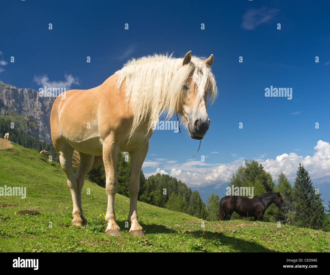 Golden horse, Alpe di Suisi, Dolomites, Italy Stock Photo - Alamy