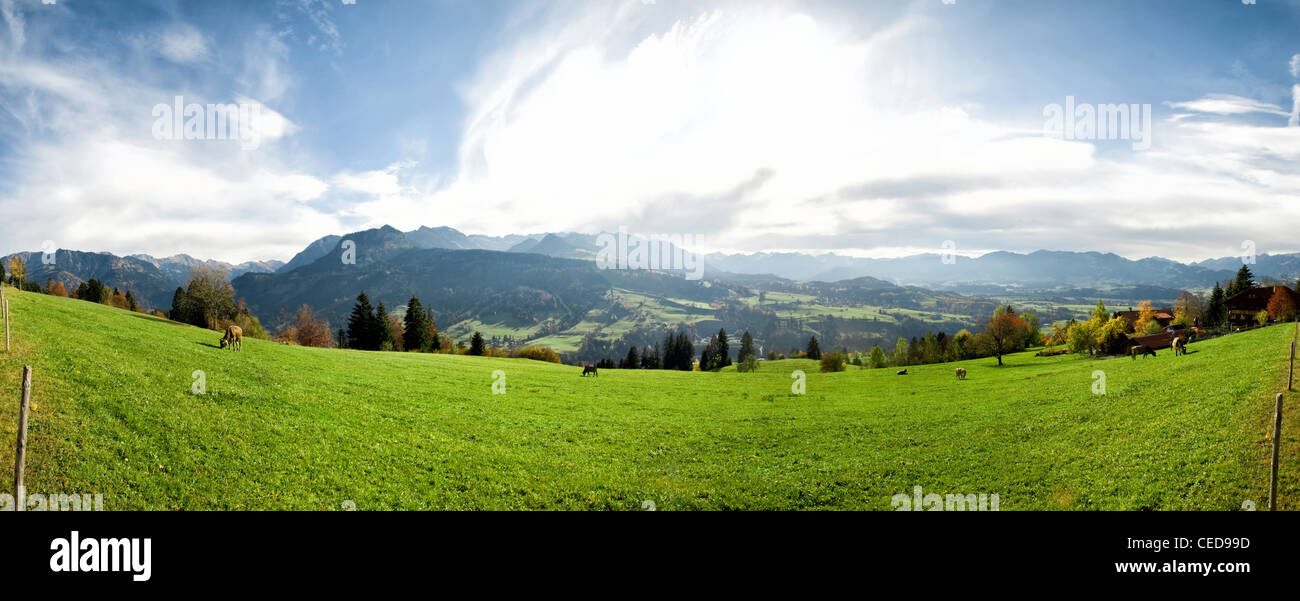 Panorama of meadows in Alps with cows chewing grass Stock Photo - Alamy