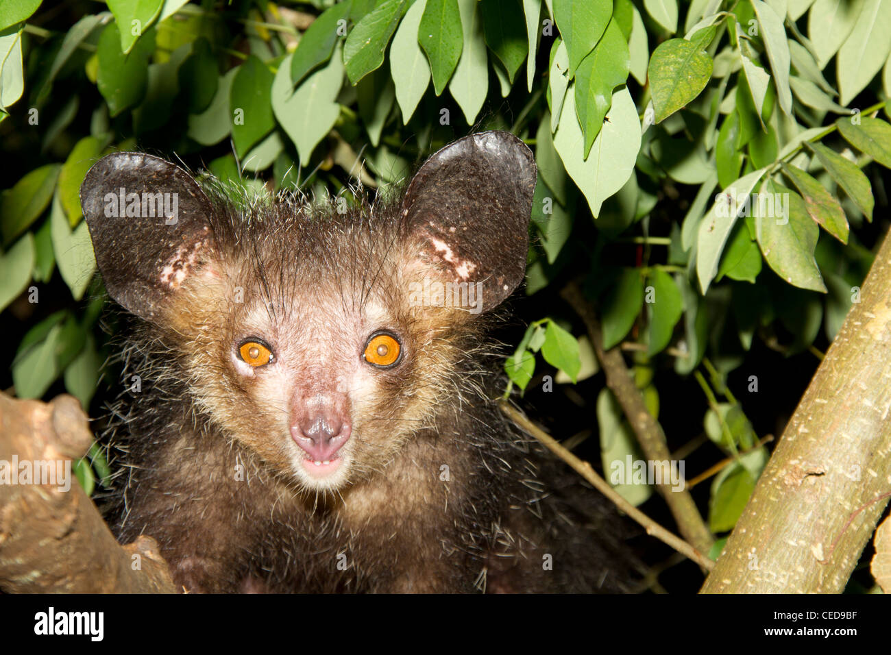 Aye aye Stock Photo - Alamy