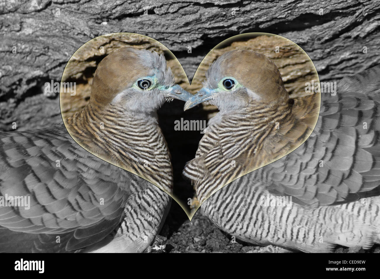 Love doves hi-res stock photography and images - Alamy