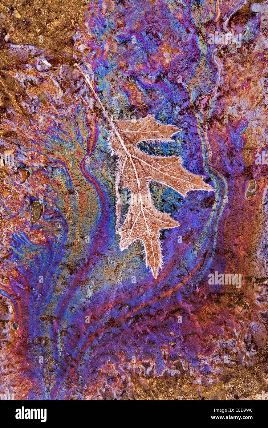 Frost covered Oak leaf in natural oil runoff from decaying plants ...