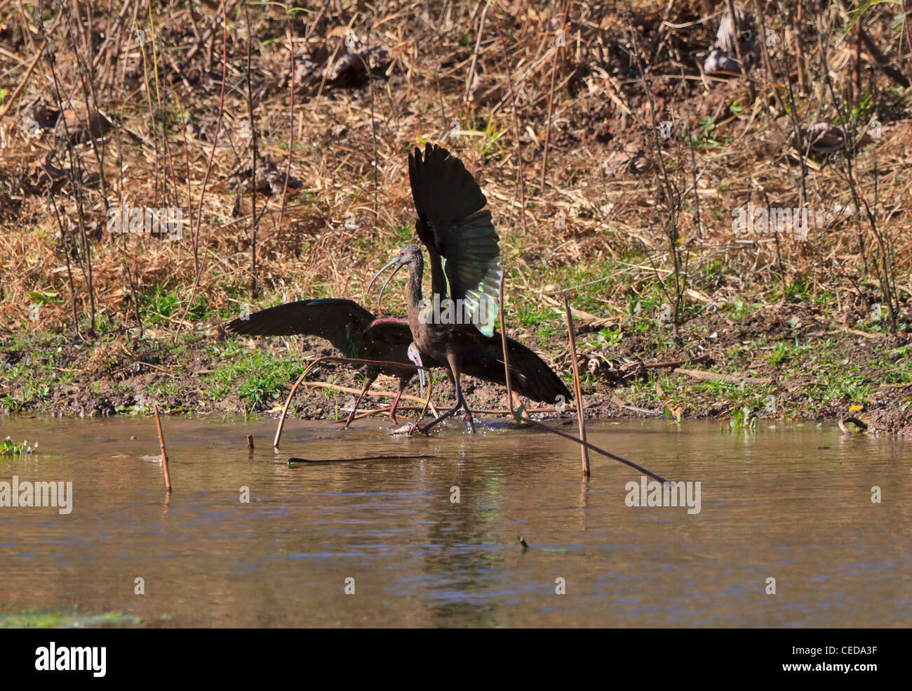 White-faced Ibis, Plegadis chihi, mating behavior, Brazos Bend State ...