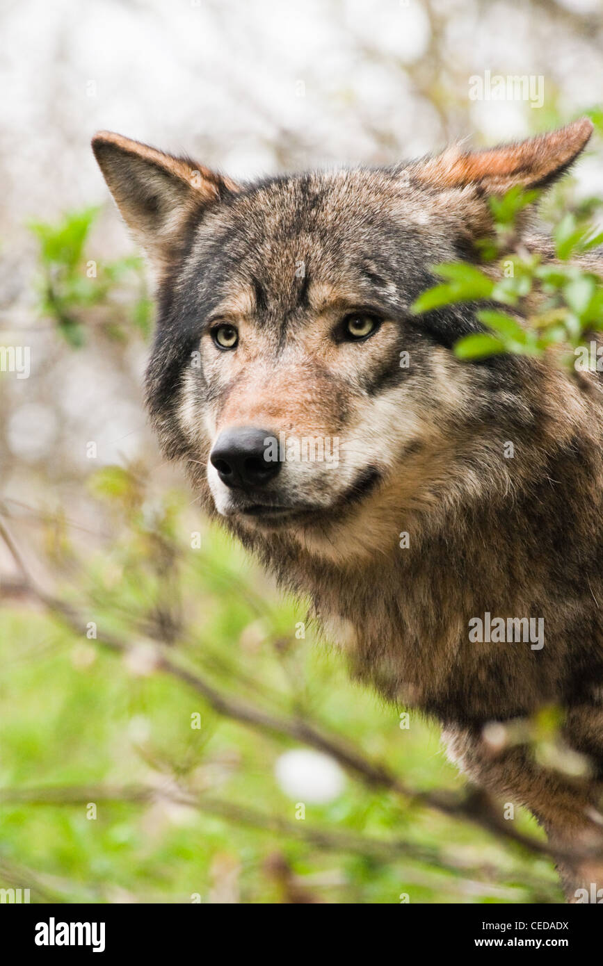 European grey wolf looking through branches on overcast day Stock Photo ...