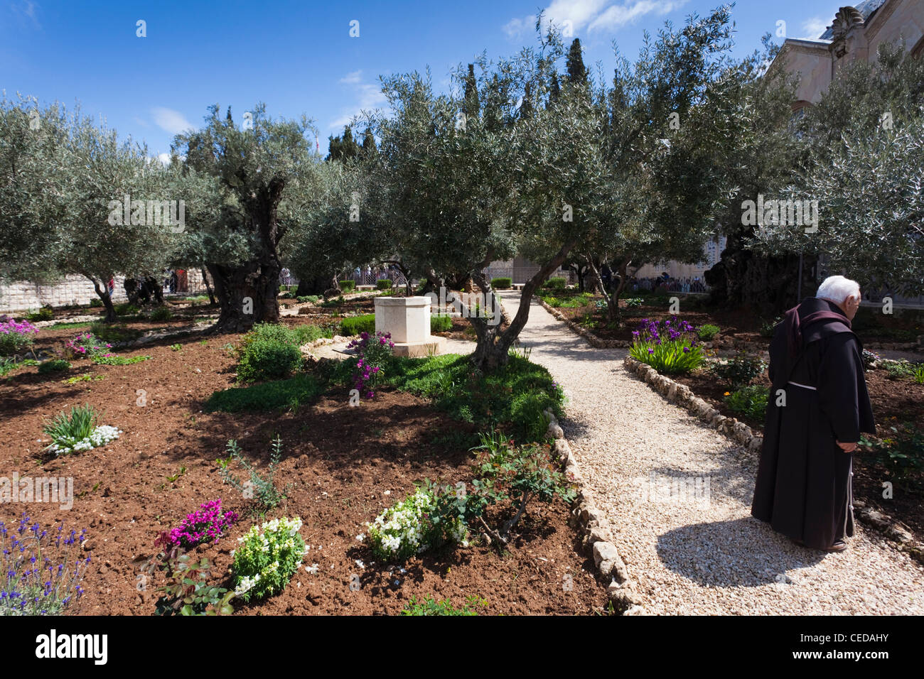 Israel, Jerusalem, Mount of Olives, Garden of Gethsemane, NR Stock ...
